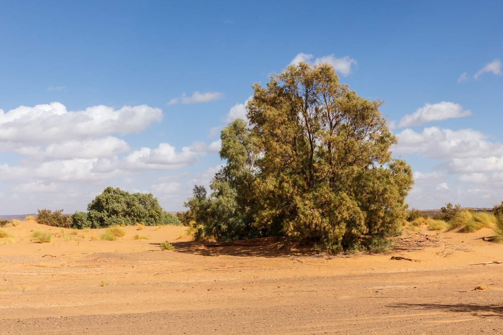 Native Desert A Native UAE Desert Plant Could Inspire Advancements In