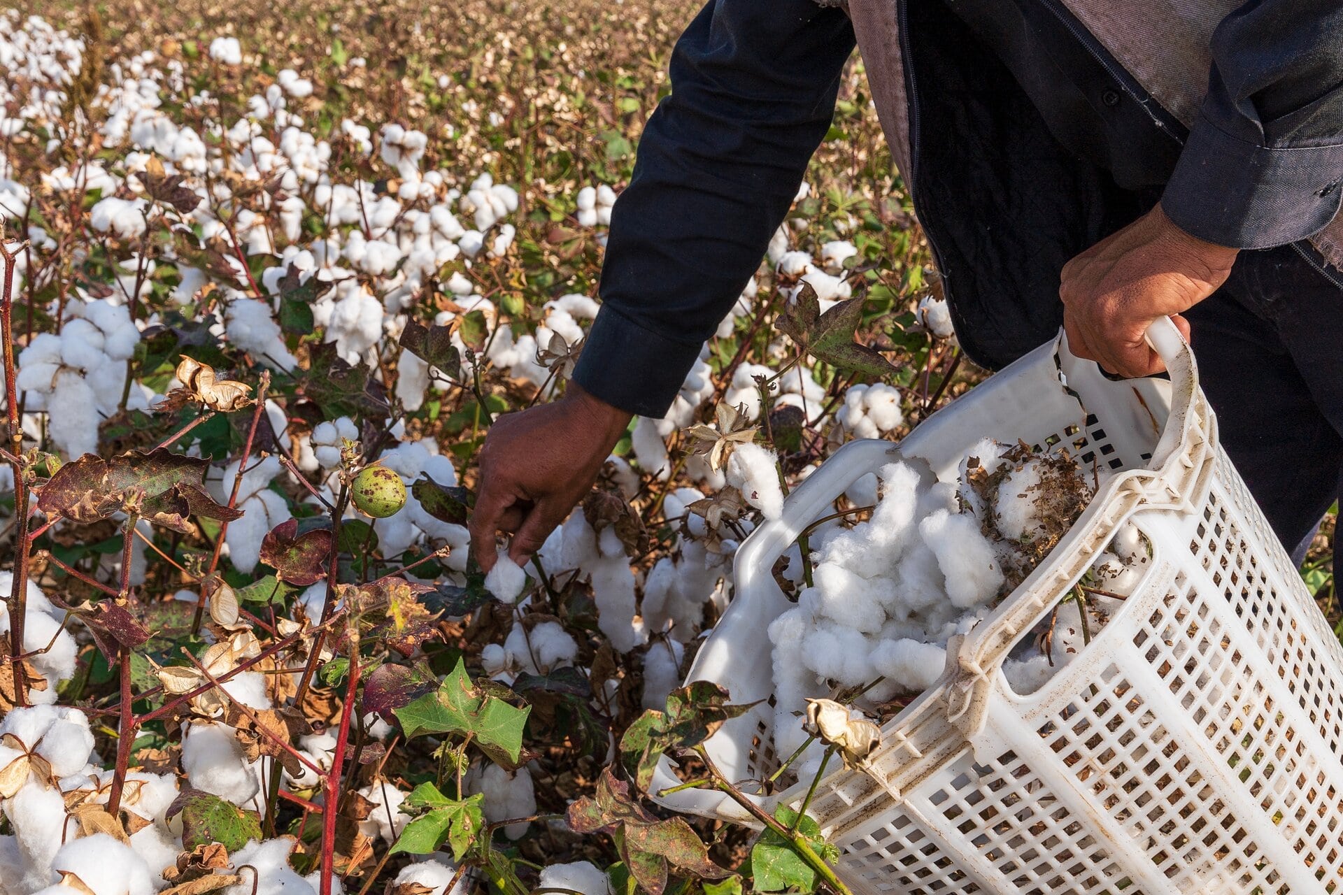 Cotton Cultivation Process